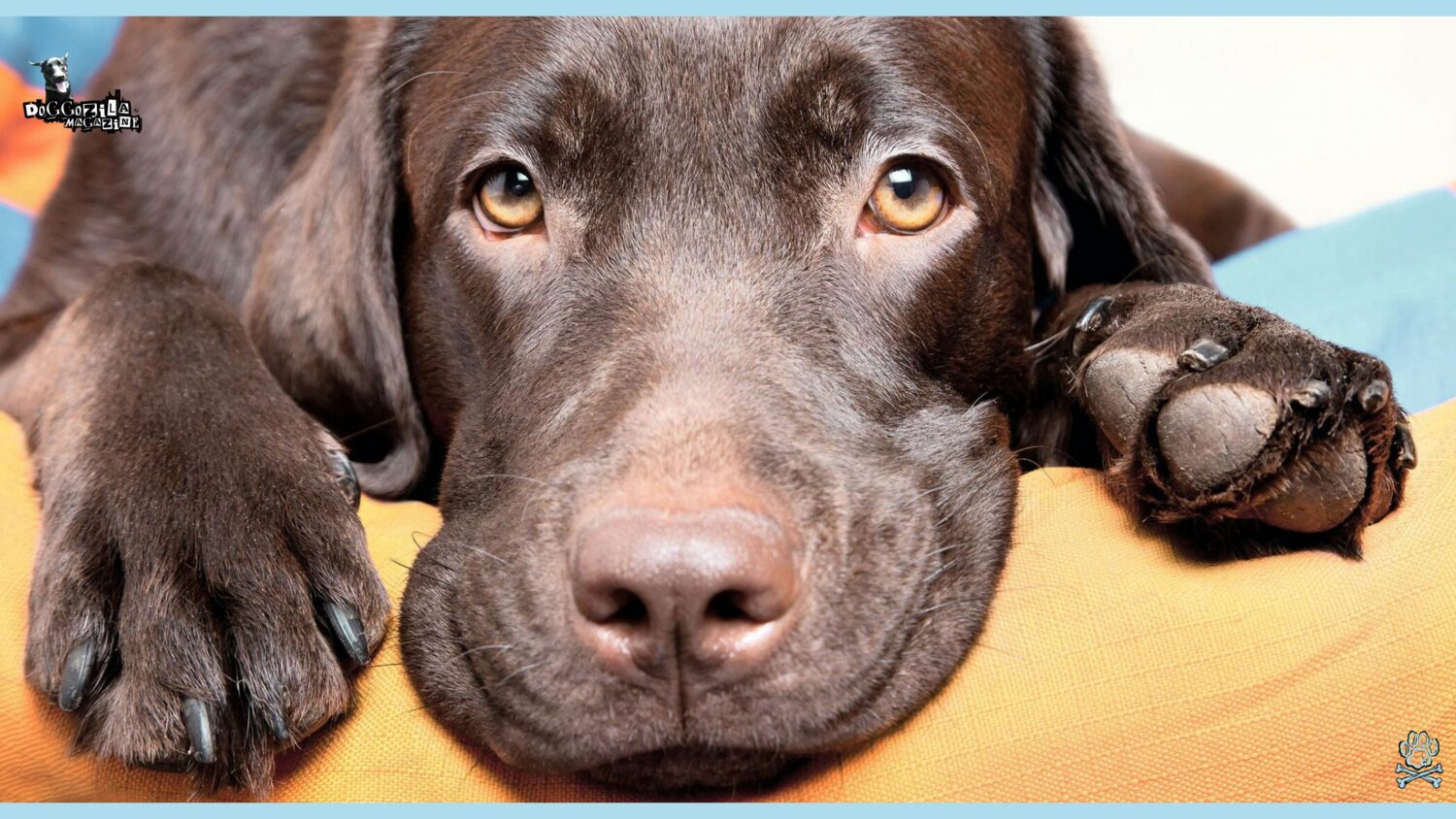 Puppy Dog Eyes: The Science Behind This Epic Look – Doggozila Magazine