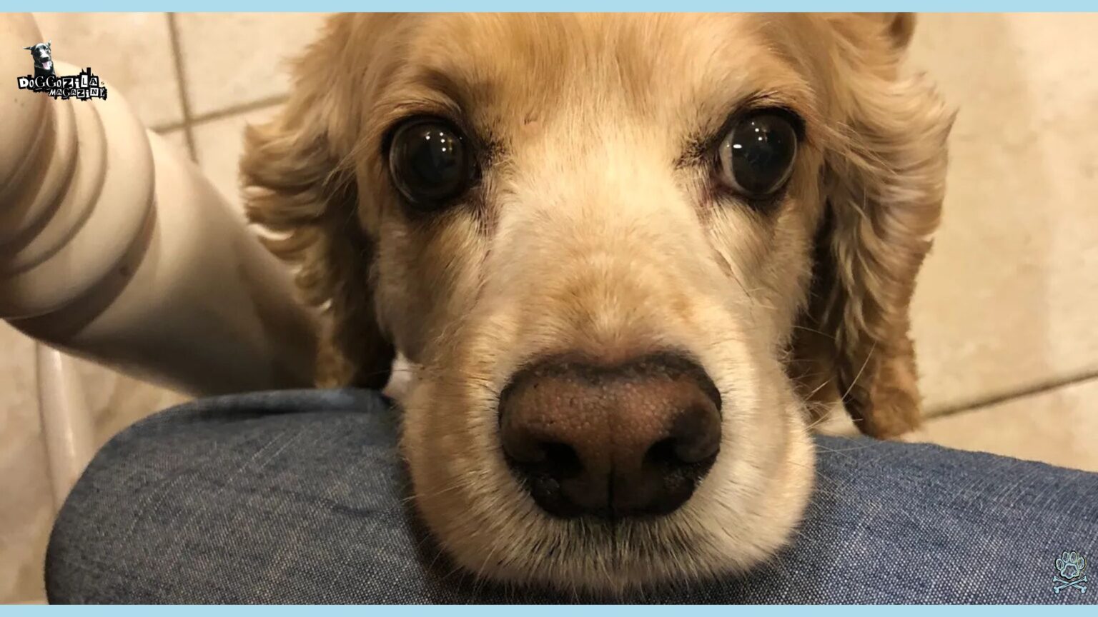 Puppy Dog Eyes: The Science Behind This Epic Look • Doggozila Magazine