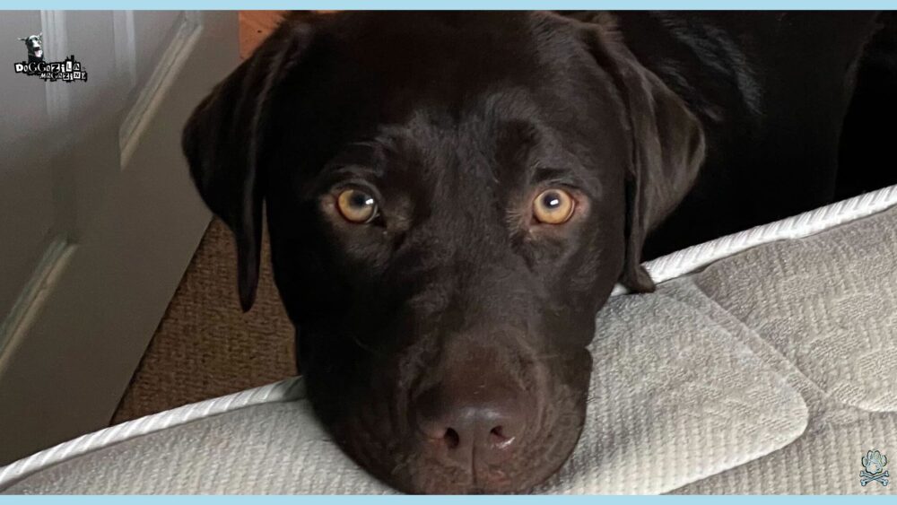 Puppy Dog Eyes: The Science Behind This Epic Look • Doggozila Magazine