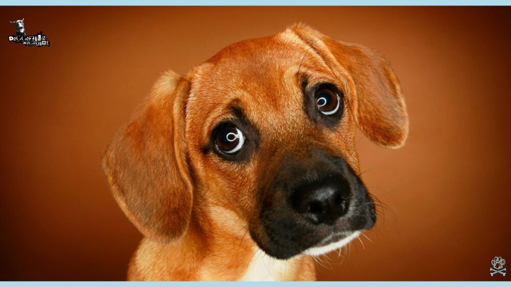 Puppy Dog Eyes: The Science Behind This Epic Look • Doggozila Magazine