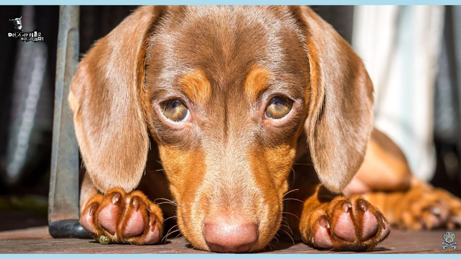 Puppy Dog Eyes: The Science Behind This Epic Look – Doggozila Magazine