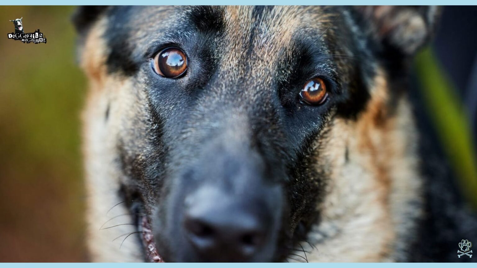 Puppy Dog Eyes: The Science Behind This Epic Look • Doggozila Magazine
