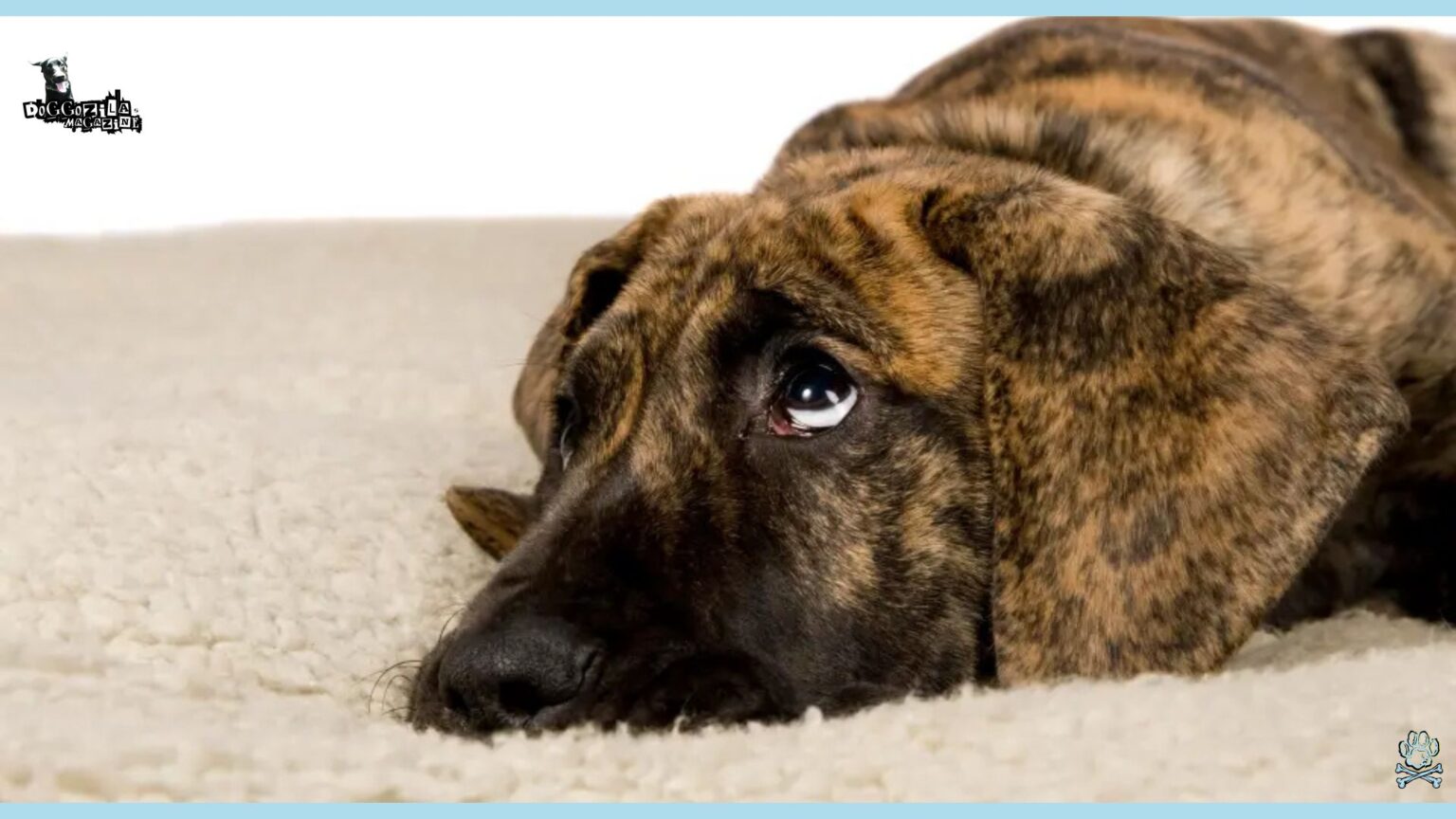 Puppy Dog Eyes: The Science Behind This Epic Look • Doggozila Magazine