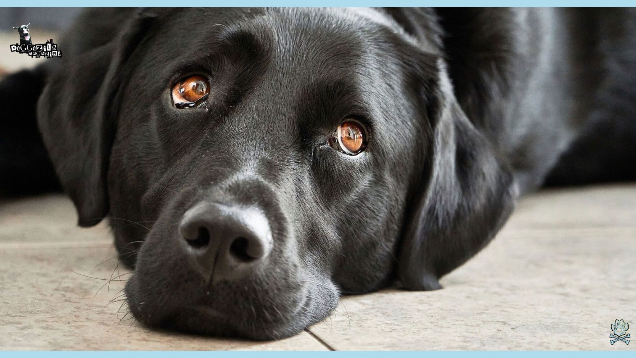 Puppy Dog Eyes: The Science Behind This Epic Look • Doggozila Magazine