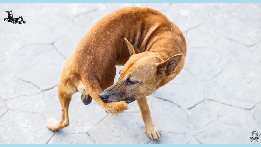 Why Do Dogs Chase Their Tail: The Whimsical Whirl • Doggozila Magazine