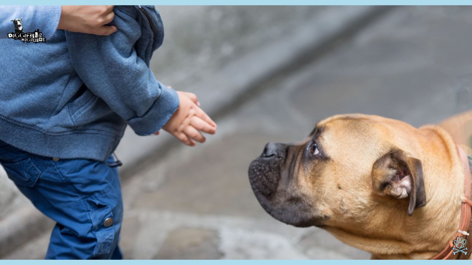 Why Do Dogs Often Approach People Who Are Afraid of Them? • Doggozila