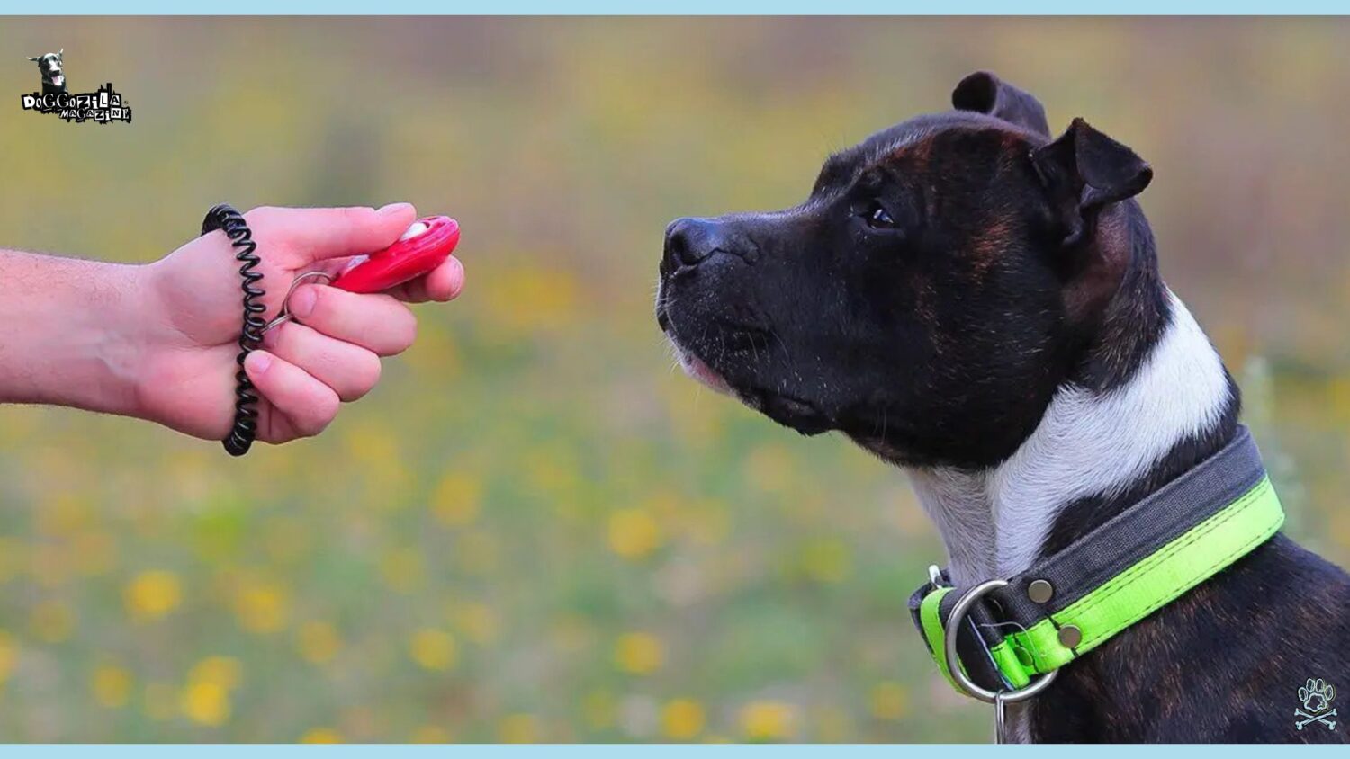 Clicker Training for Dogs: How to Start to Use the Click? – Doggozila Magazine