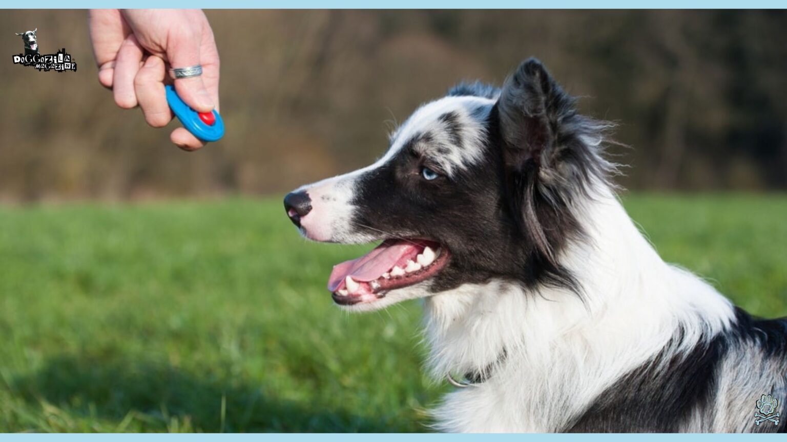Clicker Training for Dogs: How to Start to Use the Click? – Doggozila Magazine