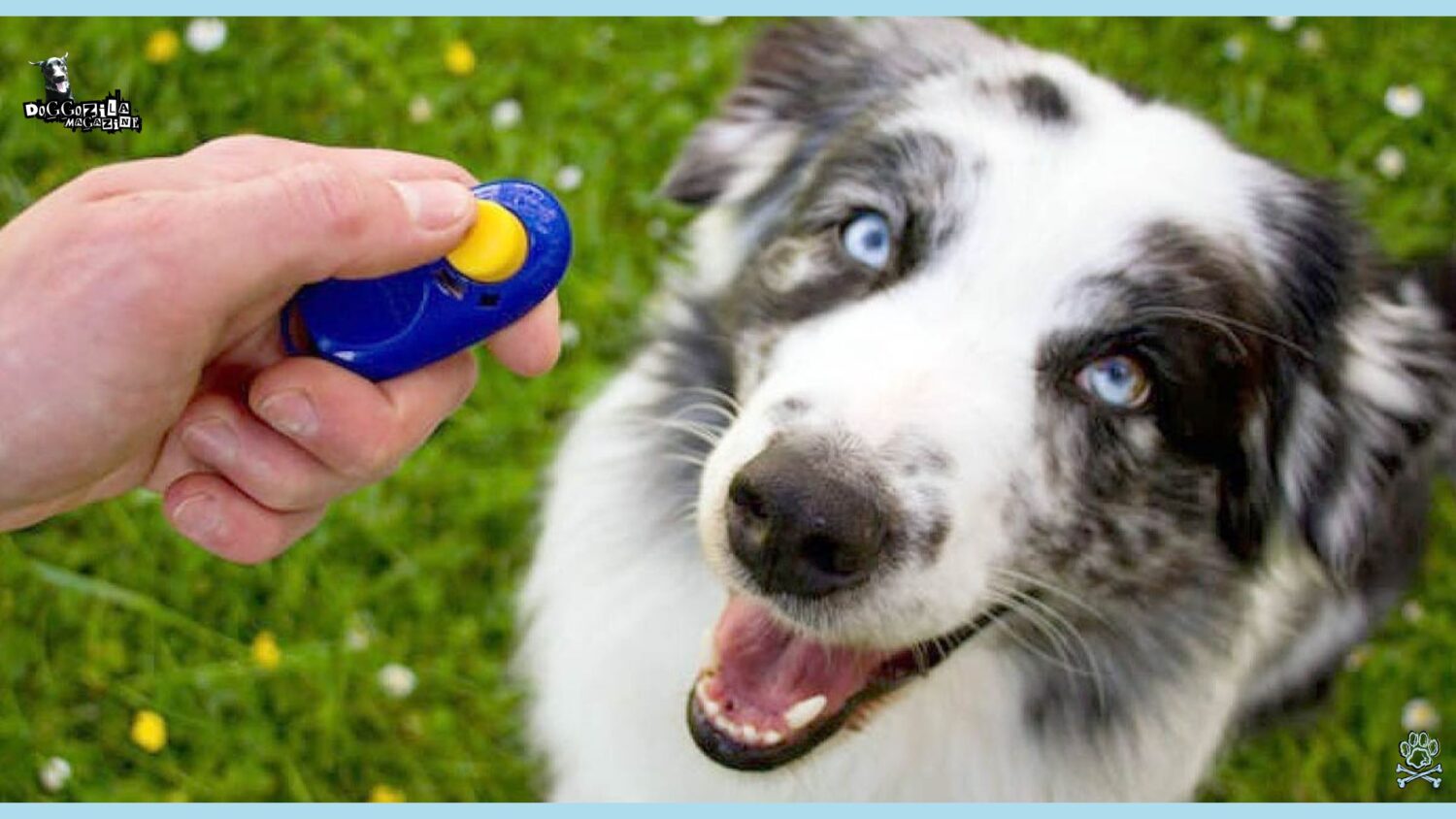 Clicker Training for Dogs: How to Start to Use the Click? – Doggozila ...