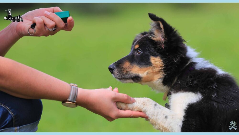 Clicker Training for Dogs: How to Start to Use the Click? • Doggozila ...