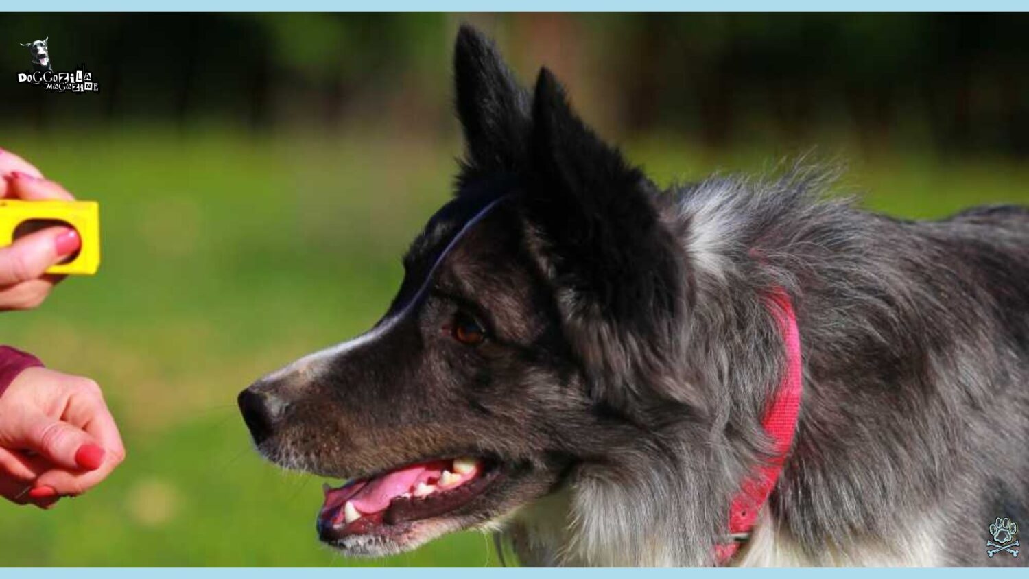 Clicker Training for Dogs: How to Start to Use the Click? – Doggozila Magazine