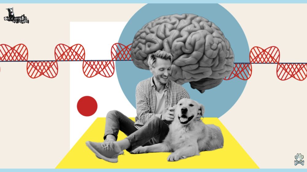 How Do Dogs Affect The Human Brain? Scientific Facts • Doggozila Magazine