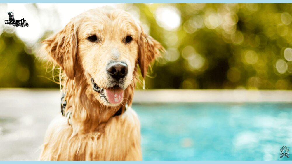 How Do Dogs Sweat? The Pup-Sicle Cooling System • Doggozila Magazine