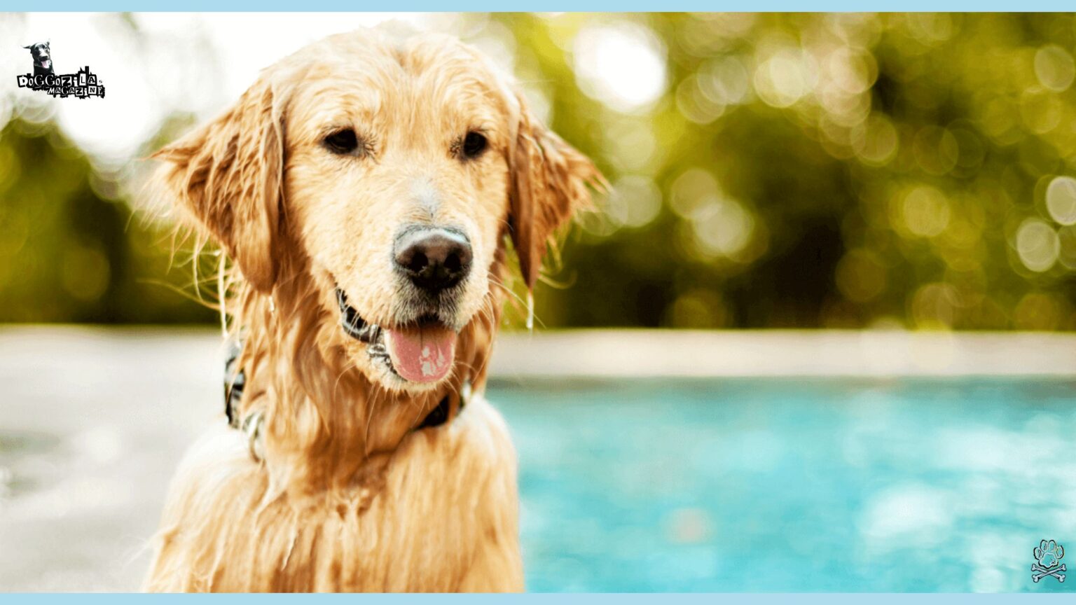 How Do Dogs Sweat? The Pup-Sicle Cooling System • Doggozila Magazine
