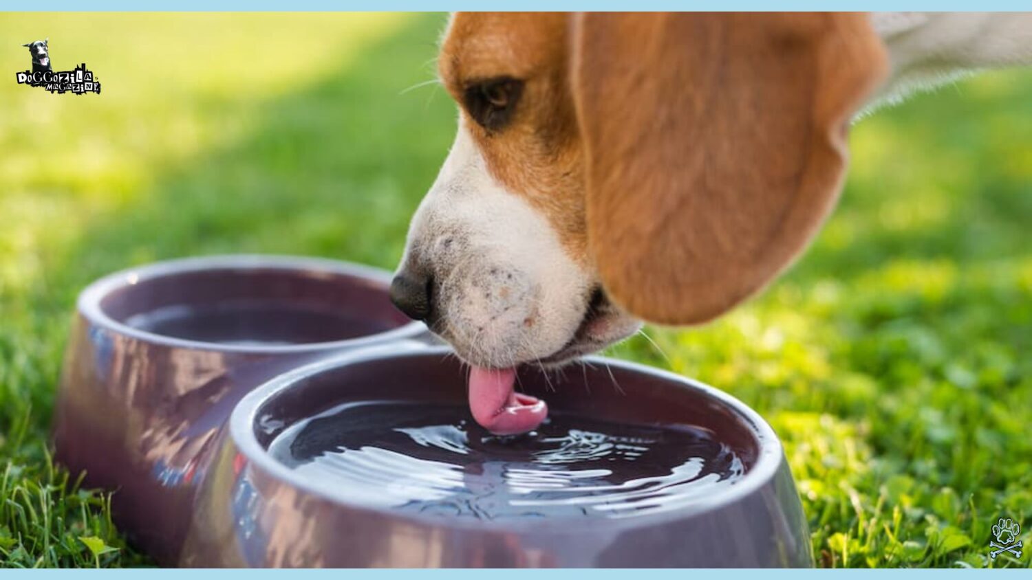 How Do Dogs Sweat? The Pup-Sicle Cooling System • Doggozila Magazine