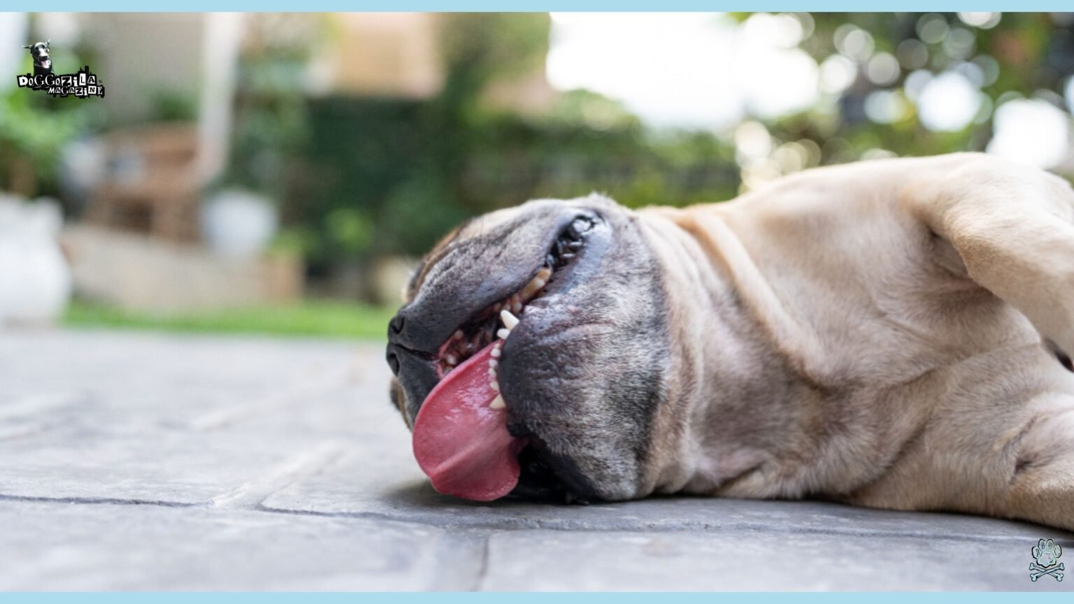 How Do Dogs Sweat? The Pup-Sicle Cooling System • Doggozila Magazine
