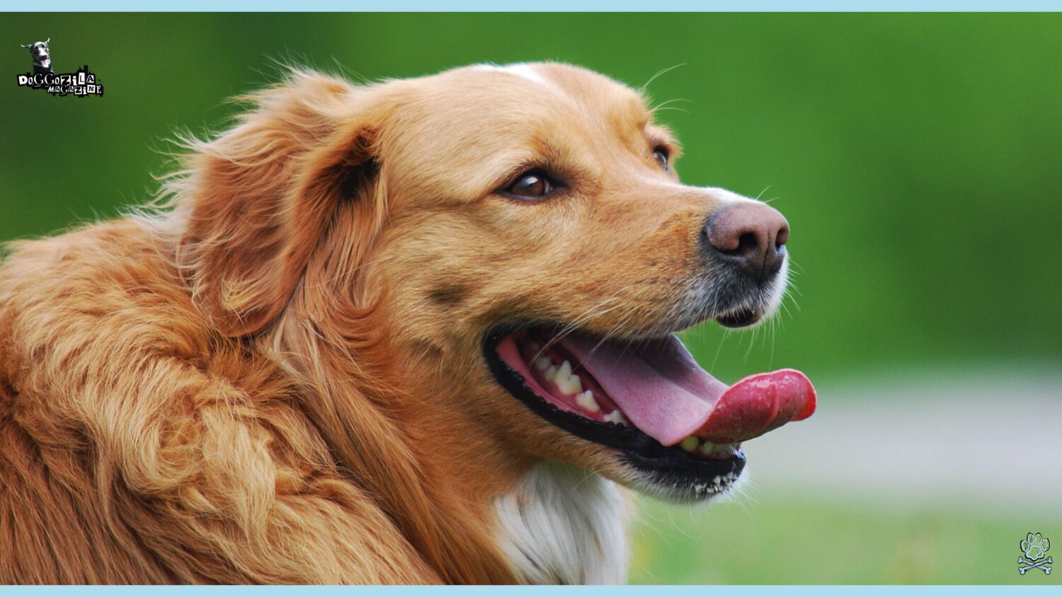 How Do Dogs Sweat? The Pup-Sicle Cooling System • Doggozila Magazine