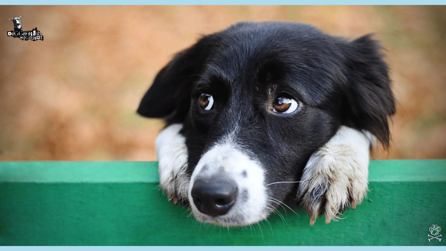 How do Dogs Apologize: The Wagging White Flag! • Doggozila Magazine