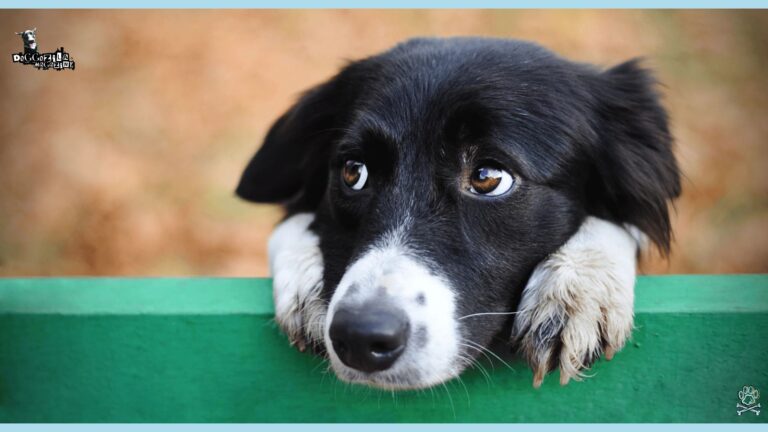 How do Dogs Apologize: The Wagging White Flag! – Doggozila Magazine