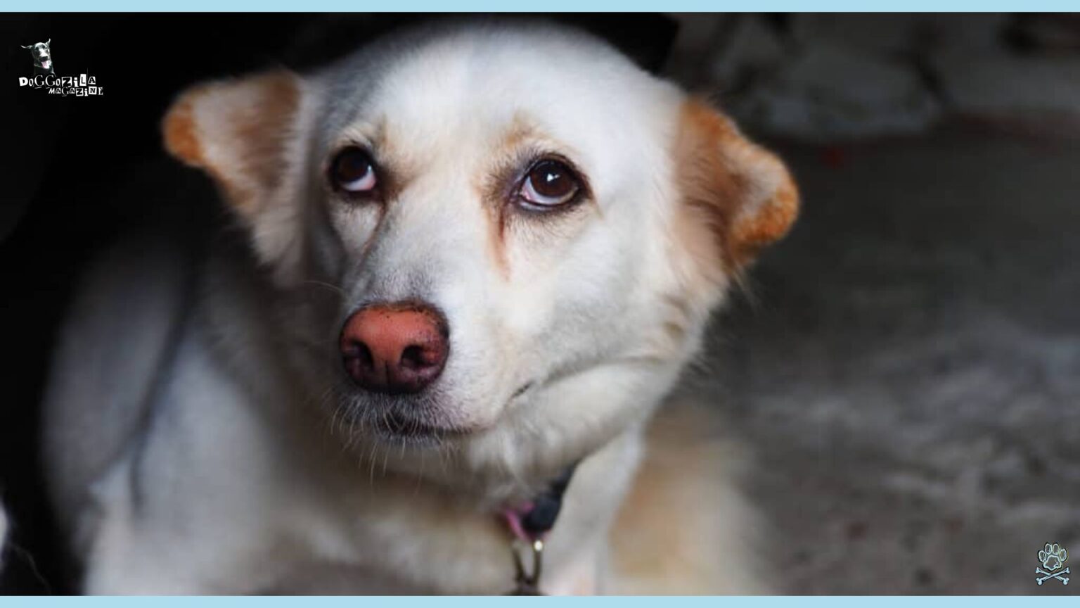 How do Dogs Apologize: The Wagging White Flag! • Doggozila Magazine