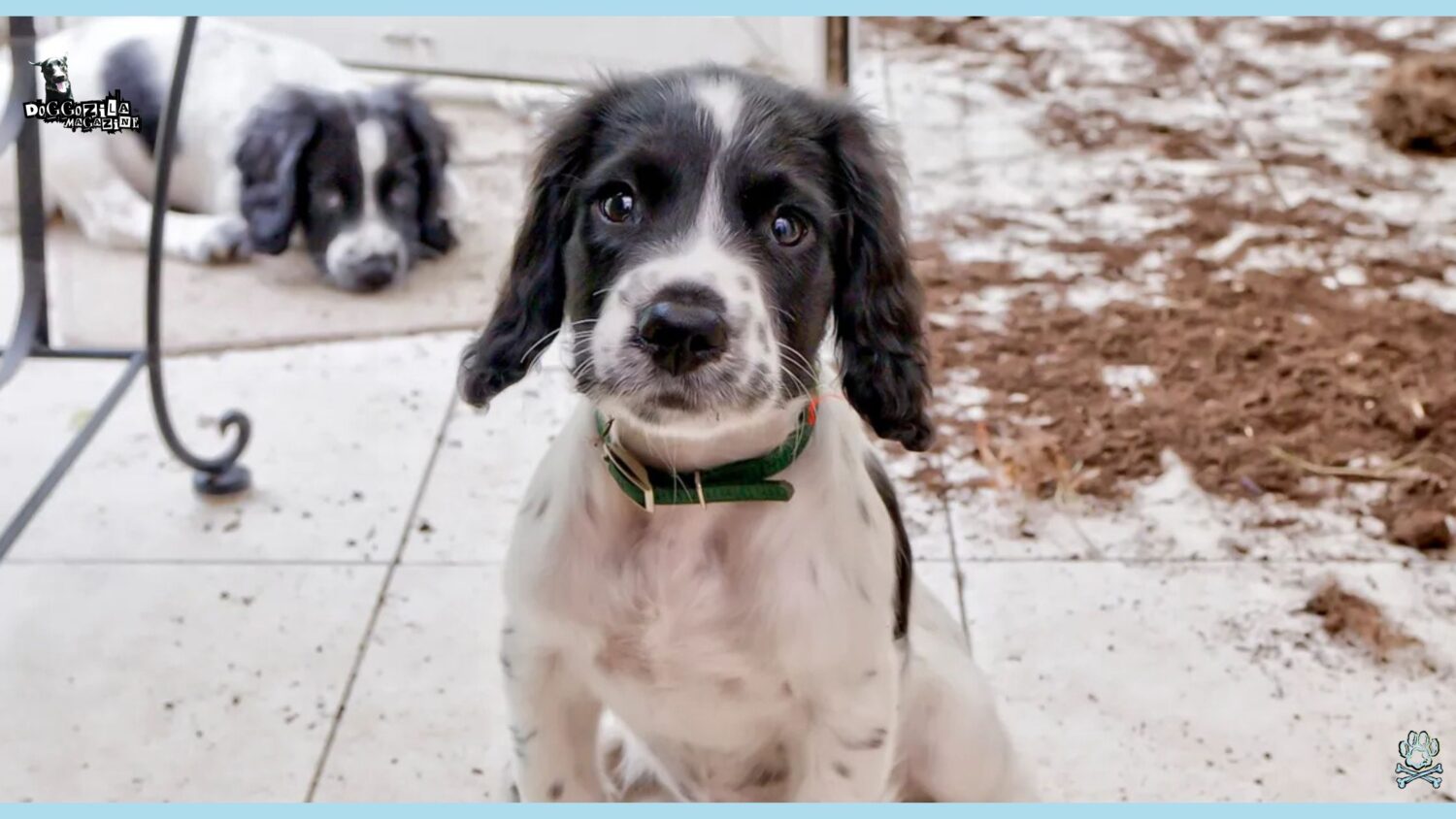 How do Dogs Apologize: The Wagging White Flag! • Doggozila Magazine