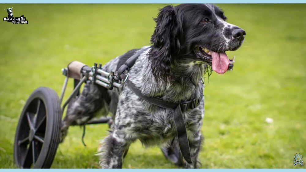 How to Care for a Three-Legged Dog: The Tripod Pups • Doggozila Magazine