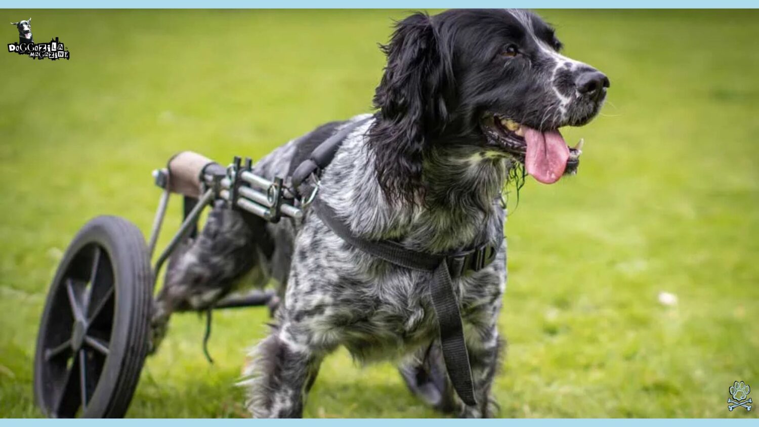 How to Care for a Three-Legged Dog: The Tripod Pups • Doggozila Magazine