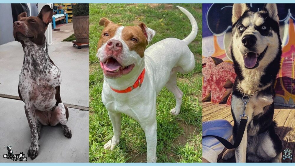 How to Care for a Three-Legged Dog: The Tripod Pups • Doggozila Magazine