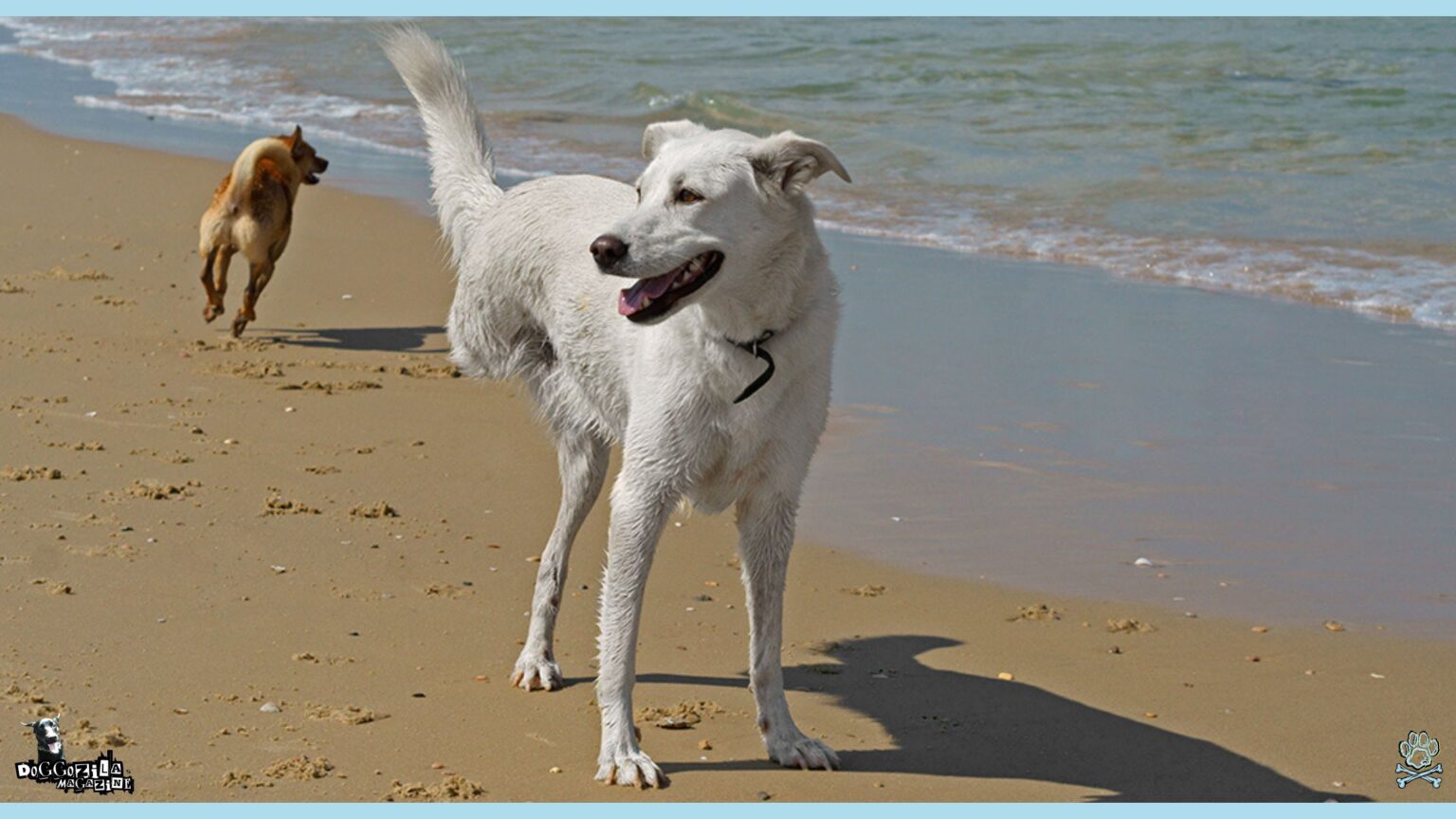 How to Care for a Three-Legged Dog: The Tripod Pups – Doggozila Magazine