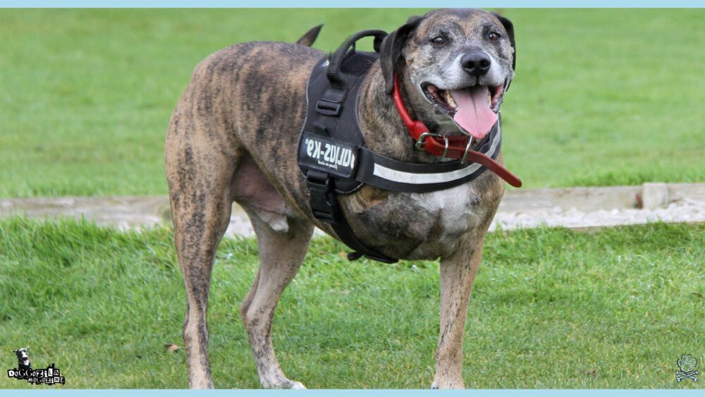 How to Care for a Three-Legged Dog: The Tripod Pups – Doggozila Magazine