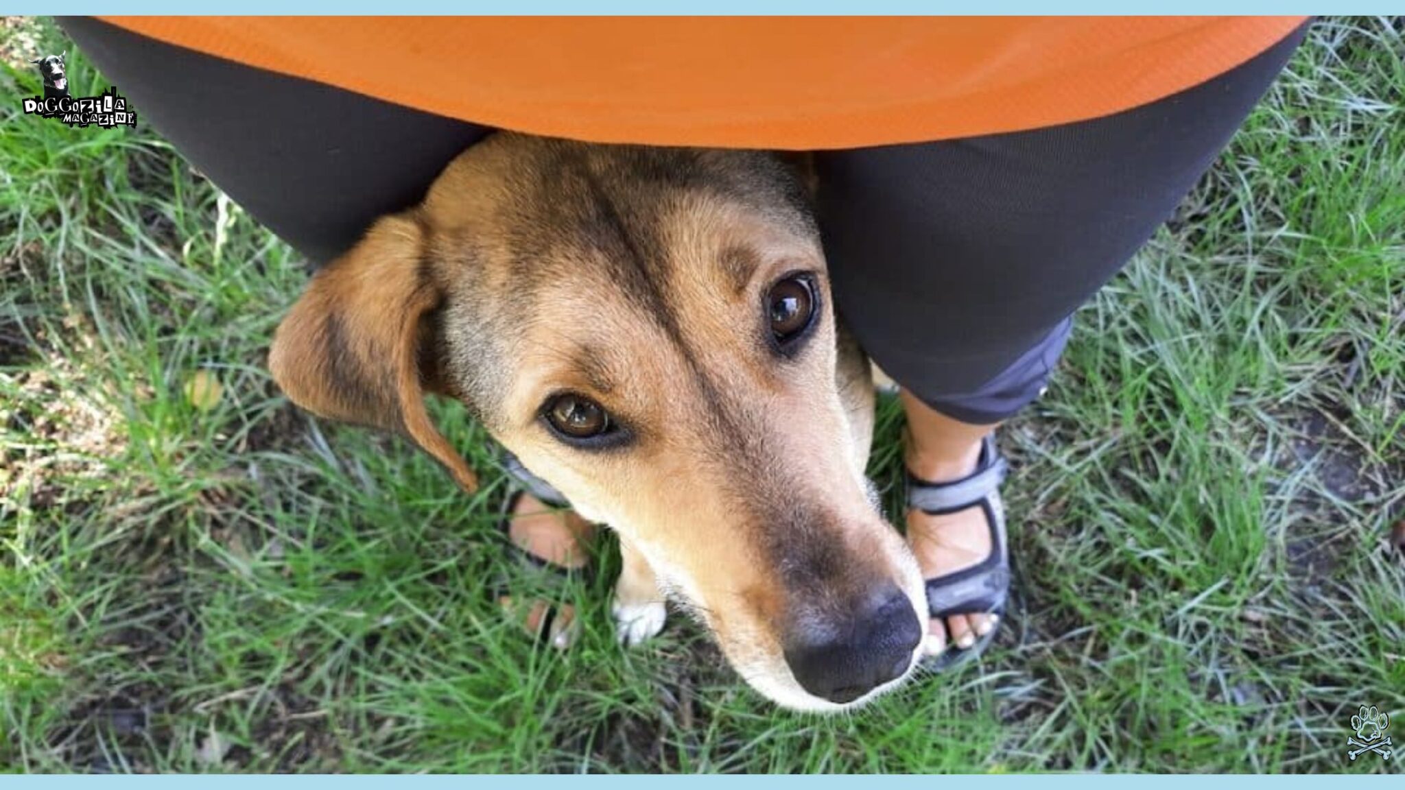 Velcro Dogs: Why Is My Dog So Clingy? • Doggozila Magazine