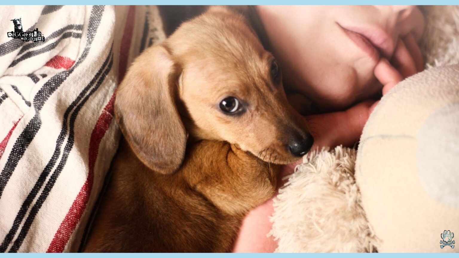 Velcro Dogs: Why Is My Dog So Clingy? • Doggozila Magazine