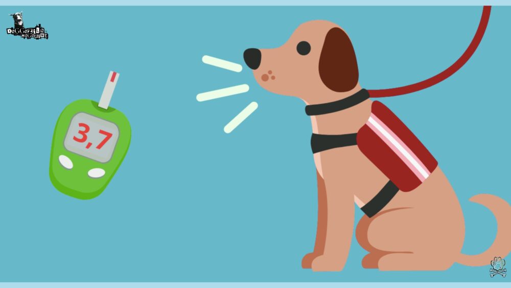 Diabetic Service Dogs: Hero Pups That Detect Diabetes • Doggozila Magazine