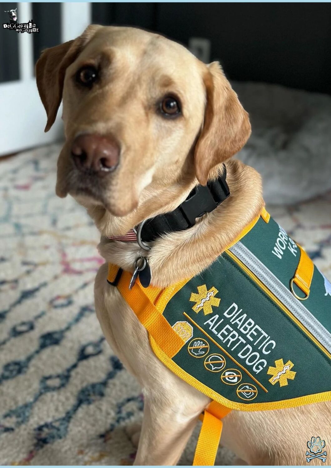 Diabetic Service Dogs: Hero Pups That Detect Diabetes - Doggozila Magazine