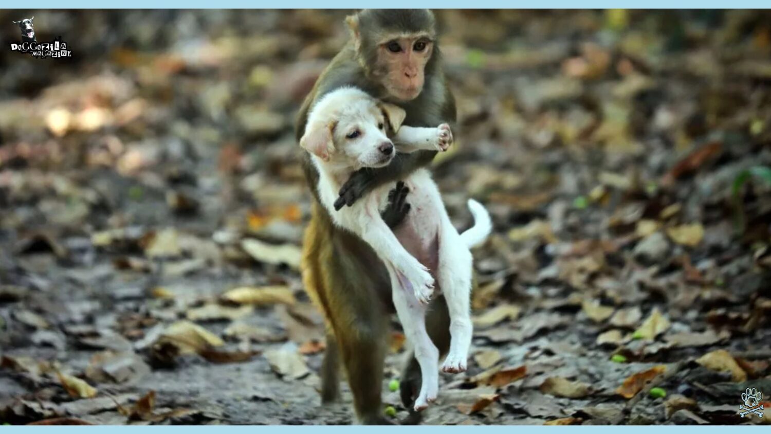 Do Monkeys Keep Dogs as Pets? The Primate Paradox! • Doggozila Magazine