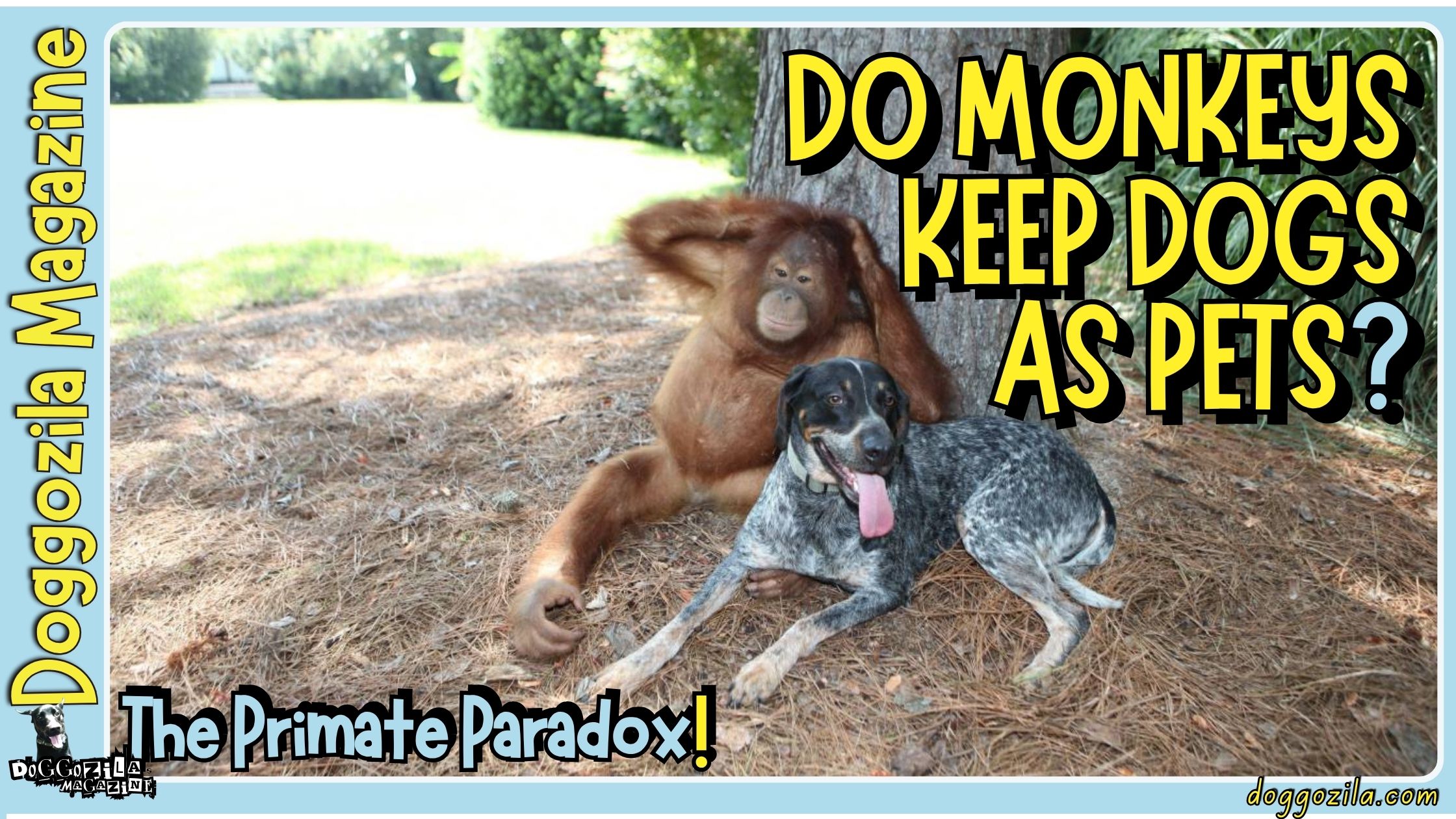 Do Monkeys Keep Dogs as Pets? The Primate Paradox! • Doggozila Magazine