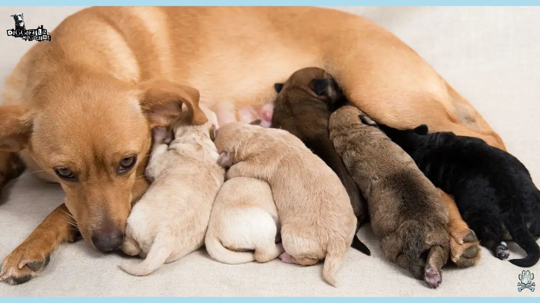 Do Mother Dogs Miss Their Puppies After Adoption? • Doggozila Magazine