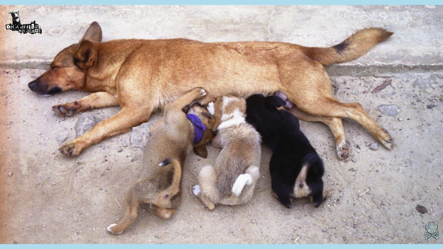 Do Mother Dogs Miss Their Puppies After Adoption? • Doggozila Magazine