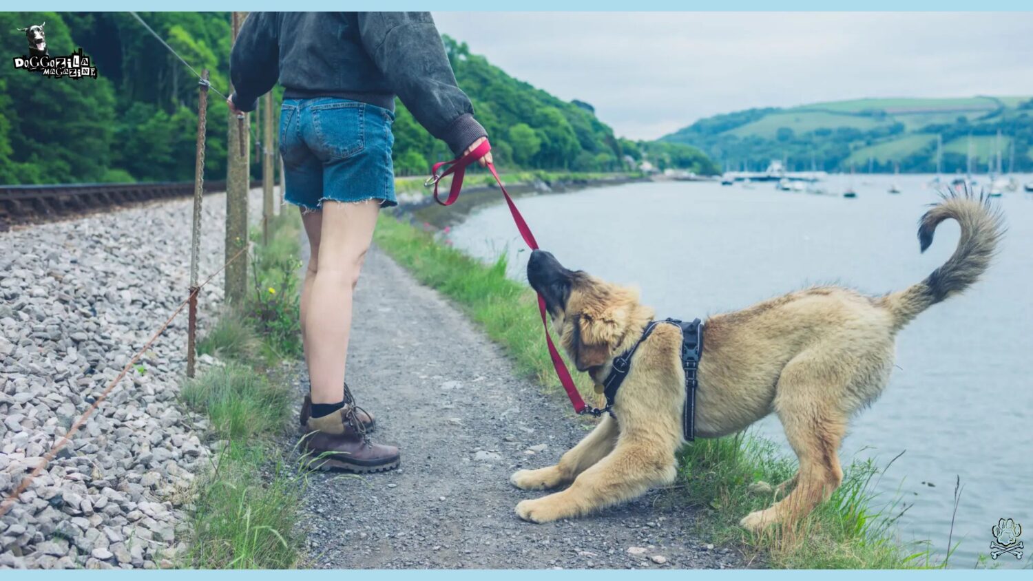 Dominant Dog Behavior: Beyond the Alpha Myth! • Doggozila Magazine