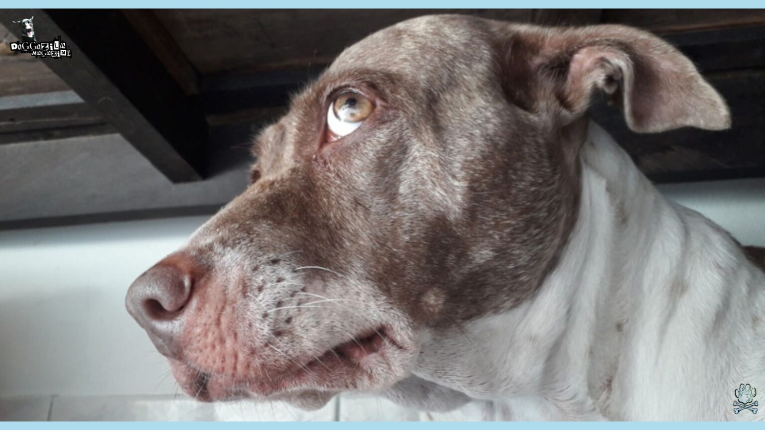 Whale Eyes in Dogs: Guide to the Side-Eye Shuffle • Doggozila Magazine