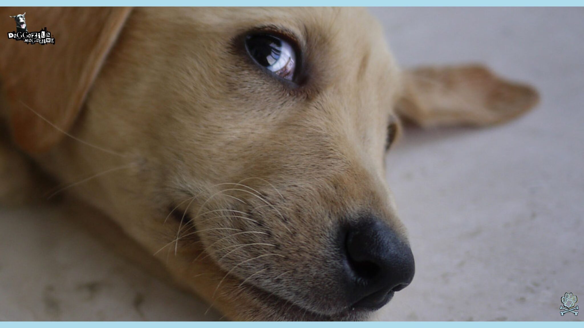 Whale Eyes in Dogs: Guide to the Side-Eye Shuffle • Doggozila Magazine