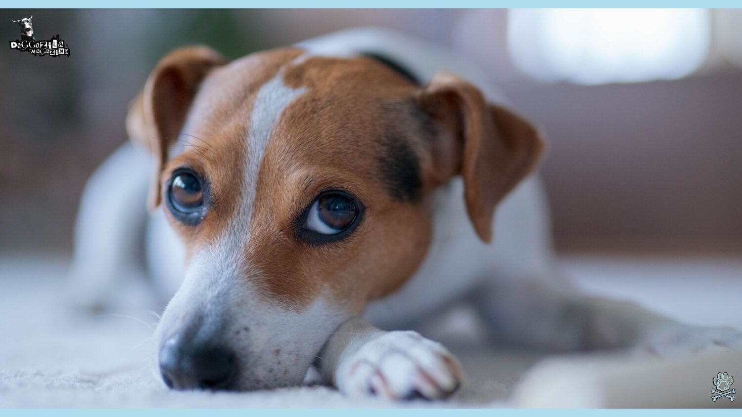 Whale Eyes in Dogs: Guide to the Side-Eye Shuffle – Doggozila Magazine