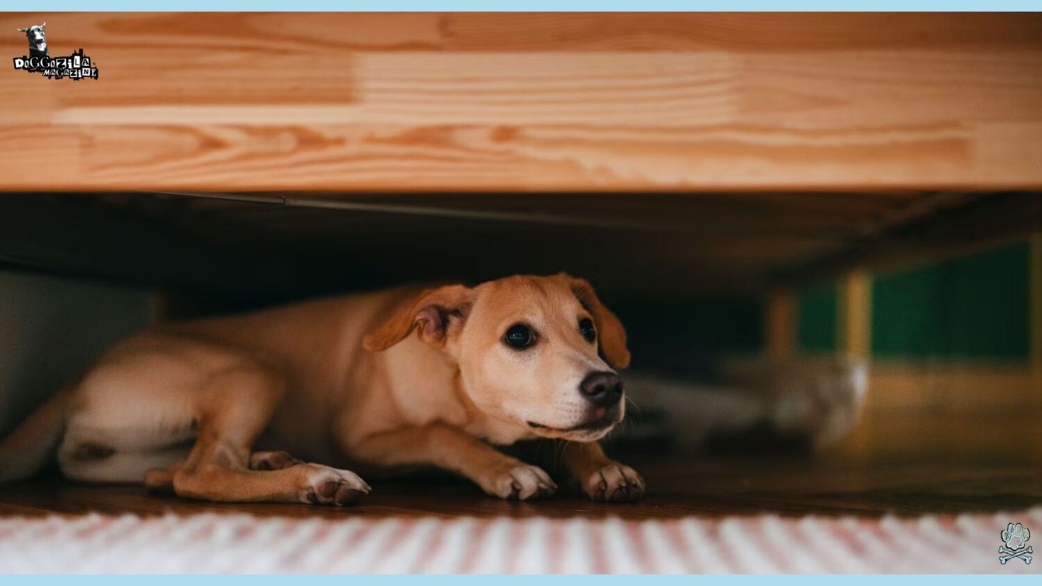 What Do Dogs Fear The Most: Paws For Thought! • Doggozila Magazine