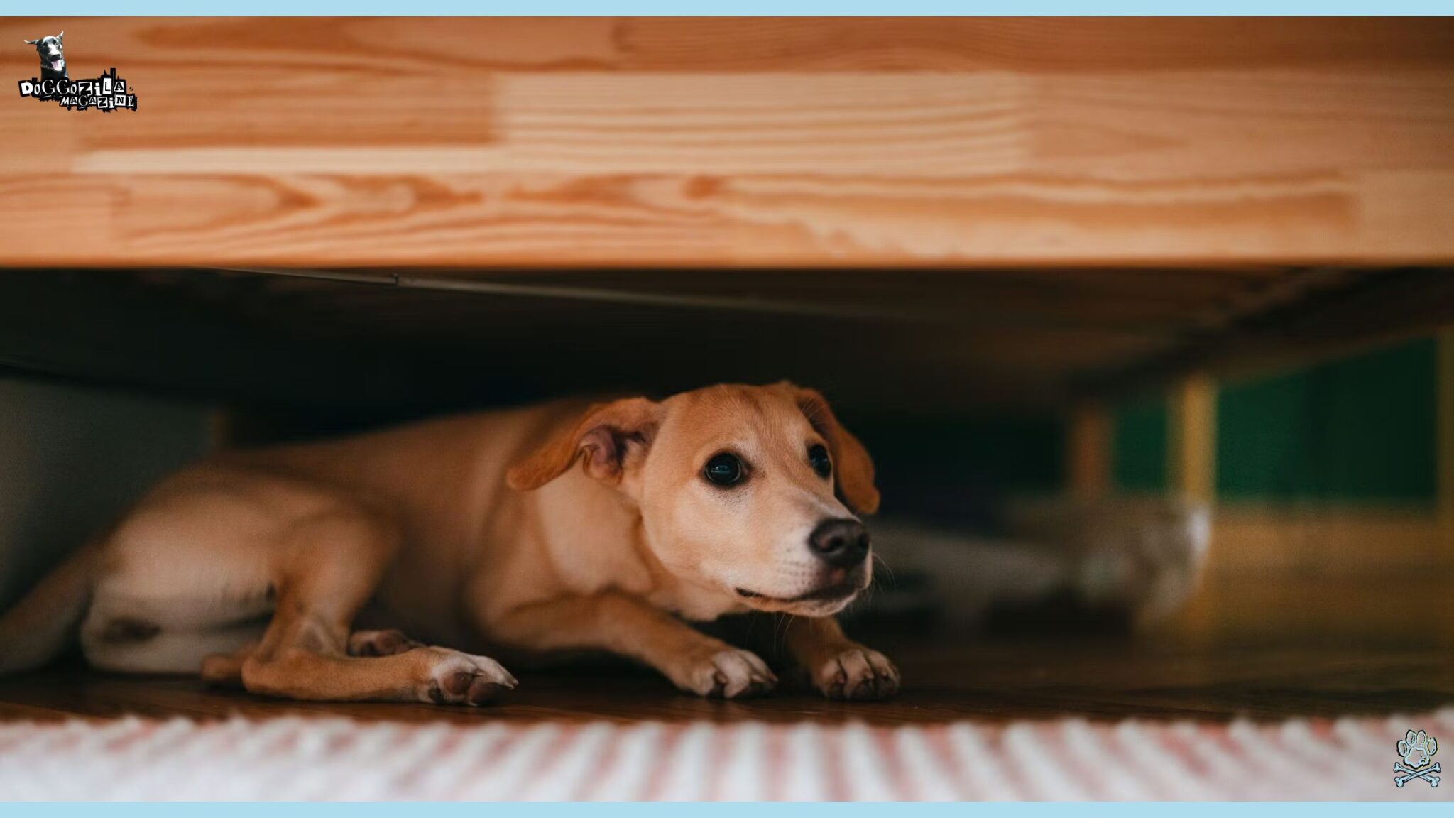 What Do Dogs Fear The Most: Paws For Thought! • Doggozila Magazine