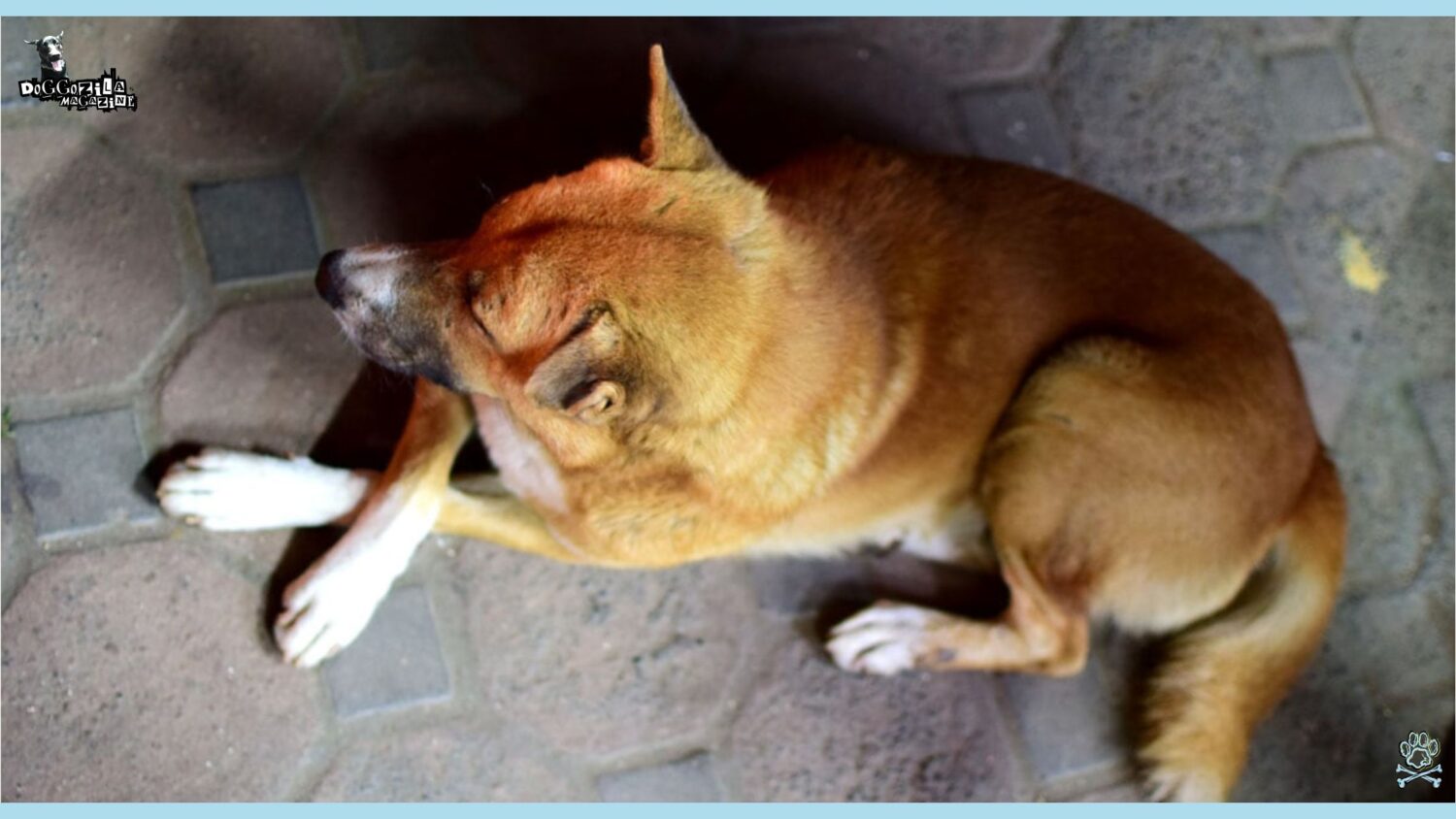 Why Do Dogs Cross Their Paws? A Pawsome Mystery! • Doggozila Magazine
