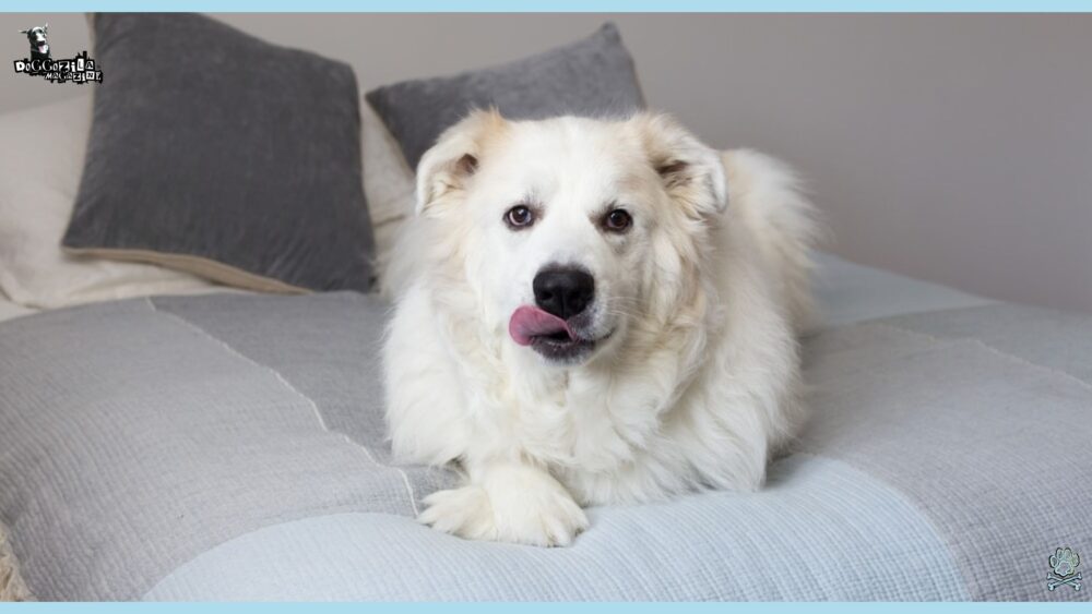 Why Do Dogs Cross Their Paws? A Pawsome Mystery! • Doggozila Magazine