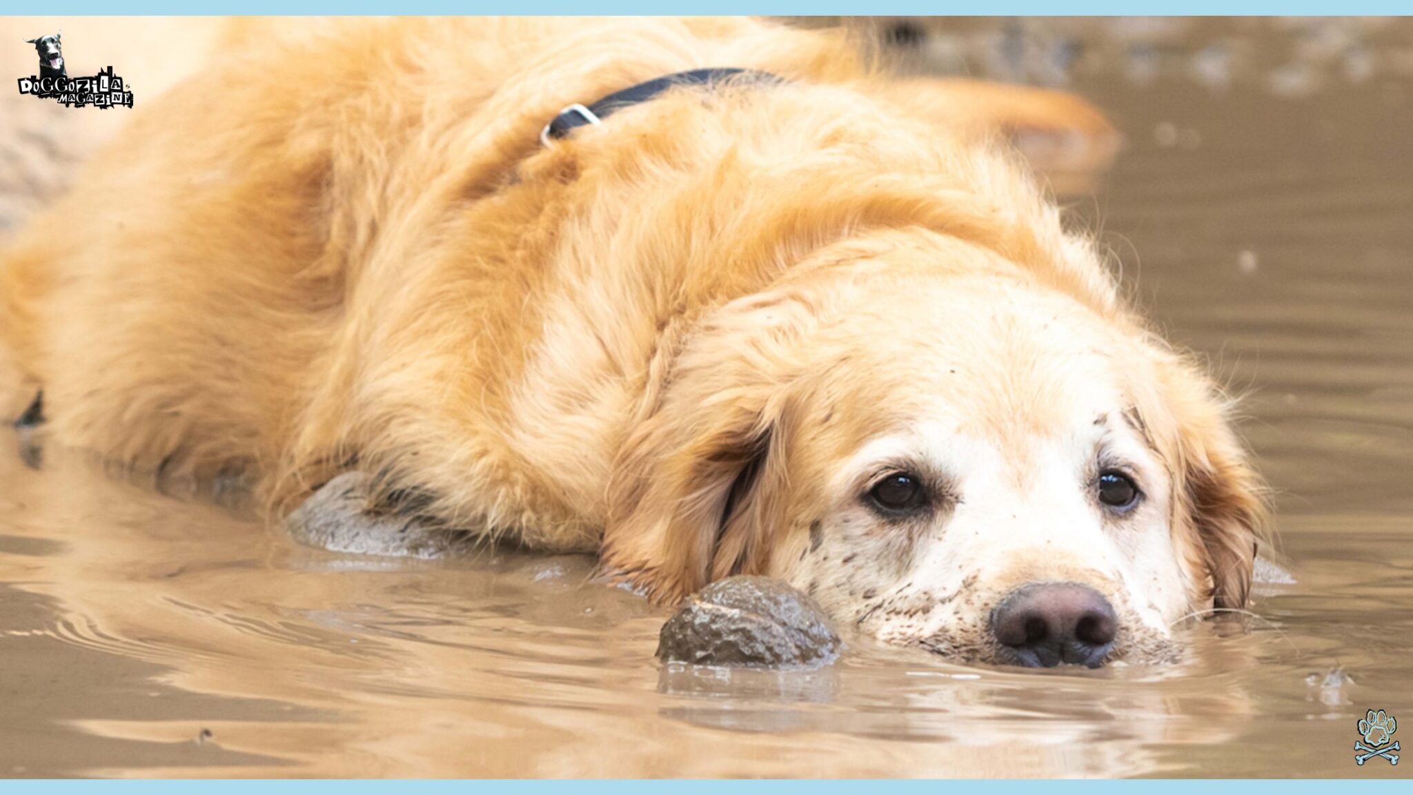 Why Do Dogs Roll in Poop? The Poo-Rolling Mystery • Doggozila Magazine