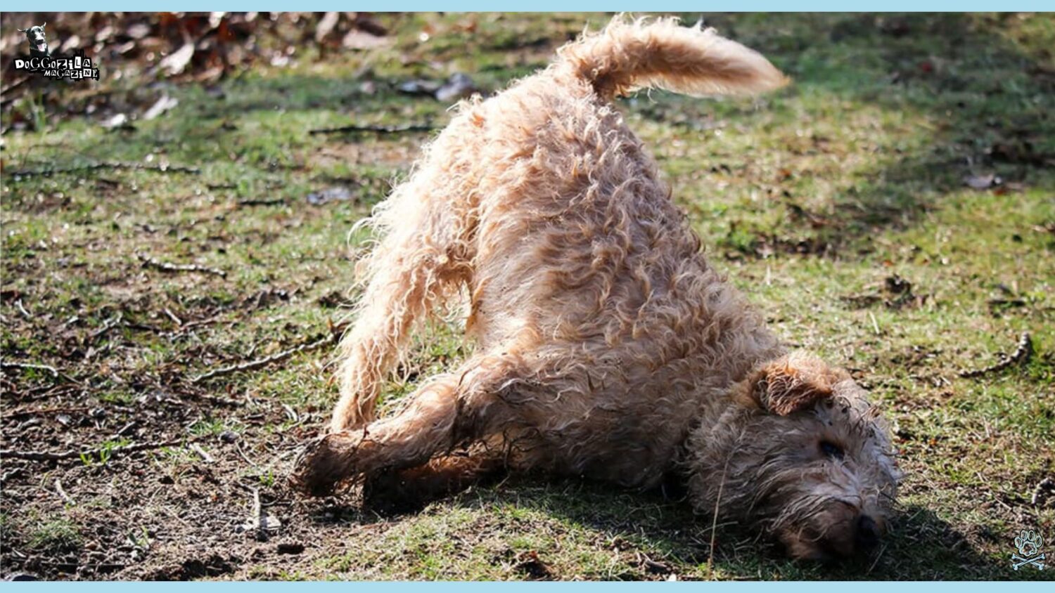 Why Do Dogs Roll in Poop? The Poo-Rolling Mystery • Doggozila Magazine