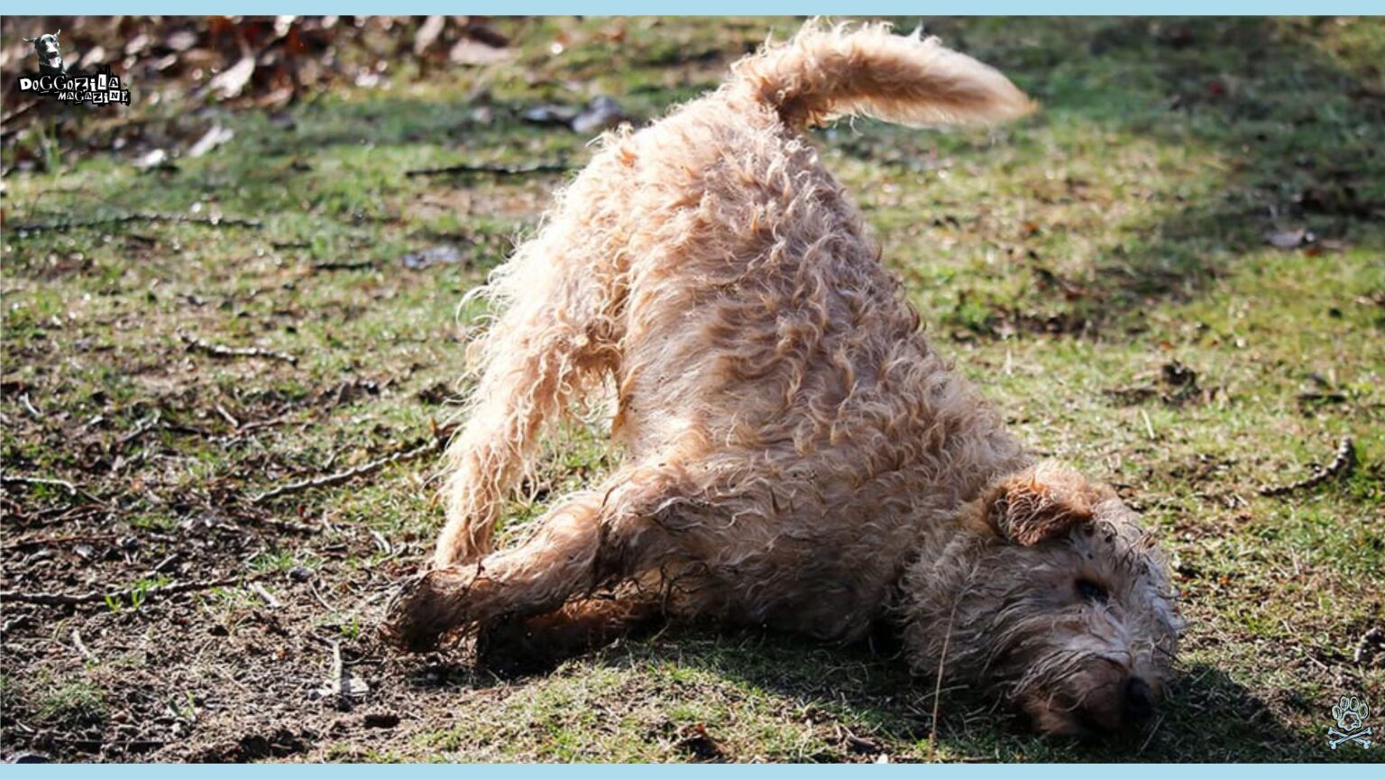 Why Do Dogs Roll in Poop? The Poo-Rolling Mystery • Doggozila Magazine
