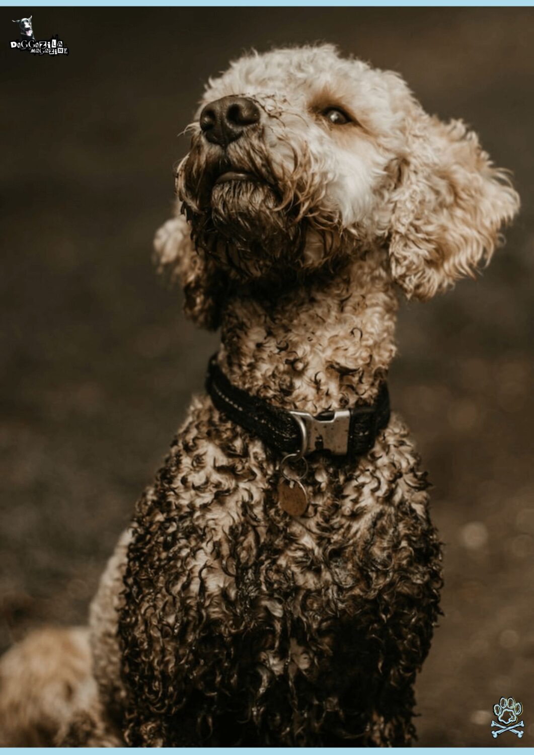Why Do Dogs Roll in Poop? The Poo-Rolling Mystery • Doggozila Magazine
